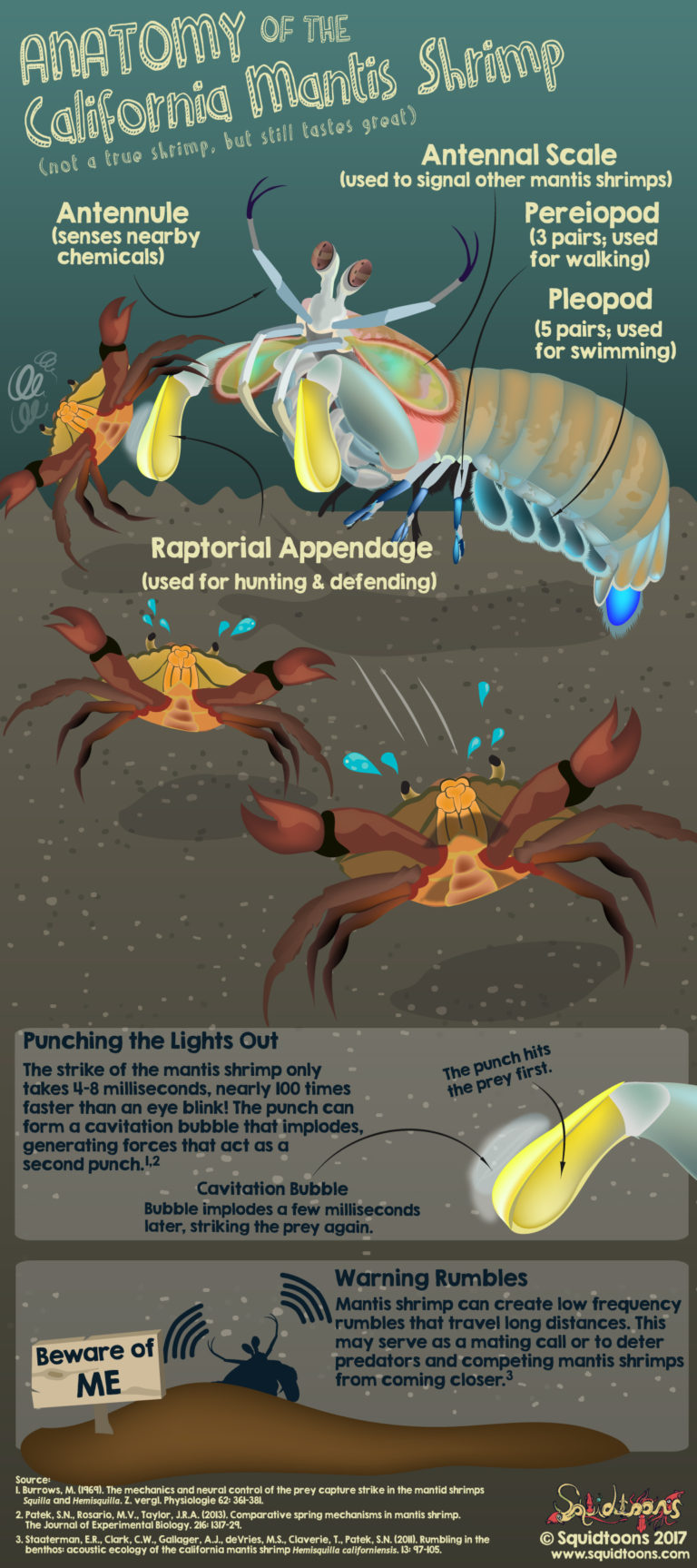 Anatomy of the California Mantis Shrimp - Squidtoons